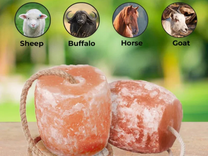 The Importance of Himalayan Pink Salt for Animals – Pink Salt Tiles